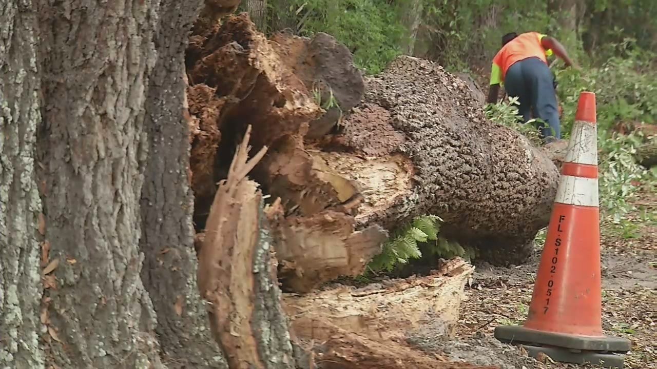 Who is responsible for unsafe trees?