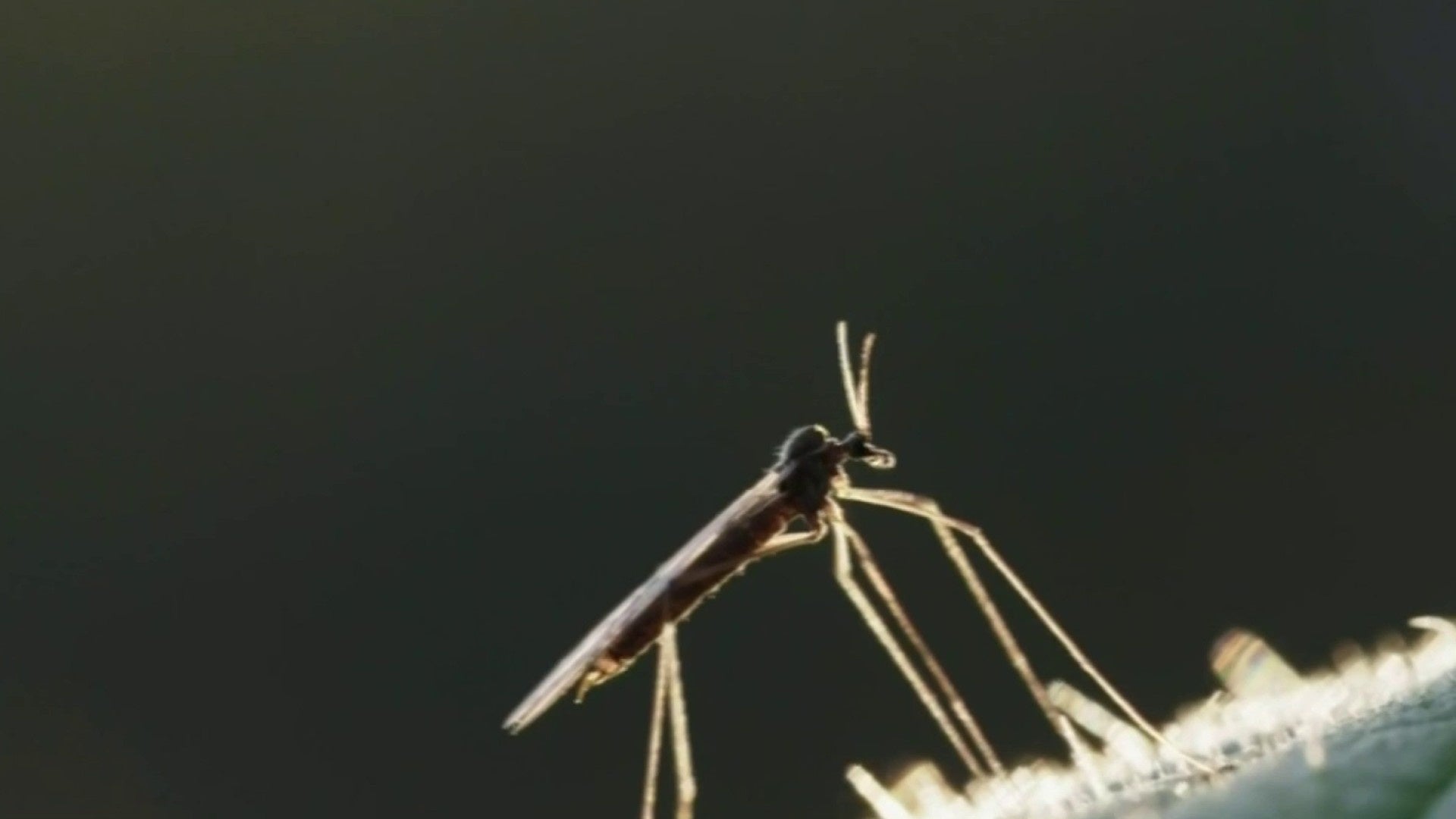 Experts warn about mosquitoes in Michigan