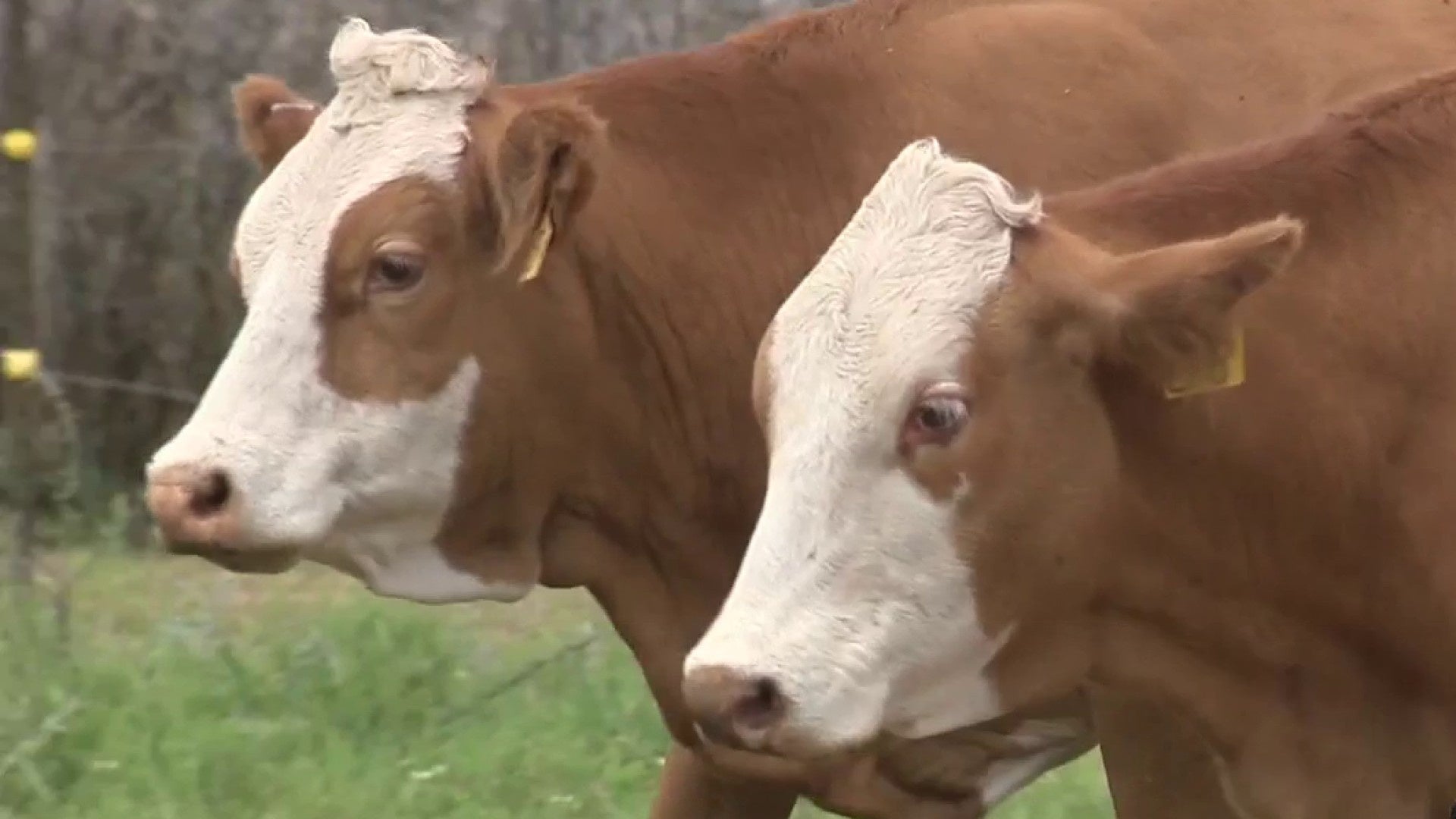 PETA, Crime Stoppers offer $10K reward for arrest of cow killing suspects